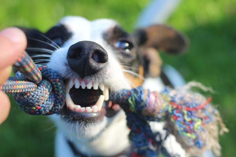 Dog Bite Force Myths Debunked | Blog | PlexiDor Dog Doors