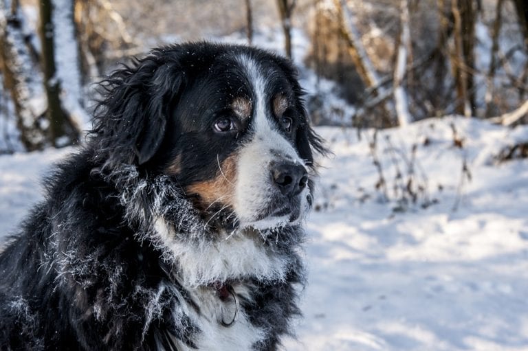 Best Dogs for Cold Weather | Blog | PlexiDor Dog Doors