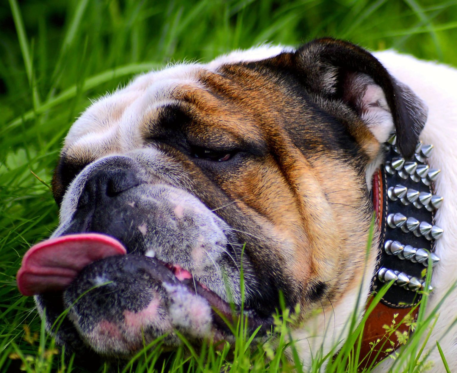 Marijuana Poisoning In Dogs | PlexiDor Dog Doors